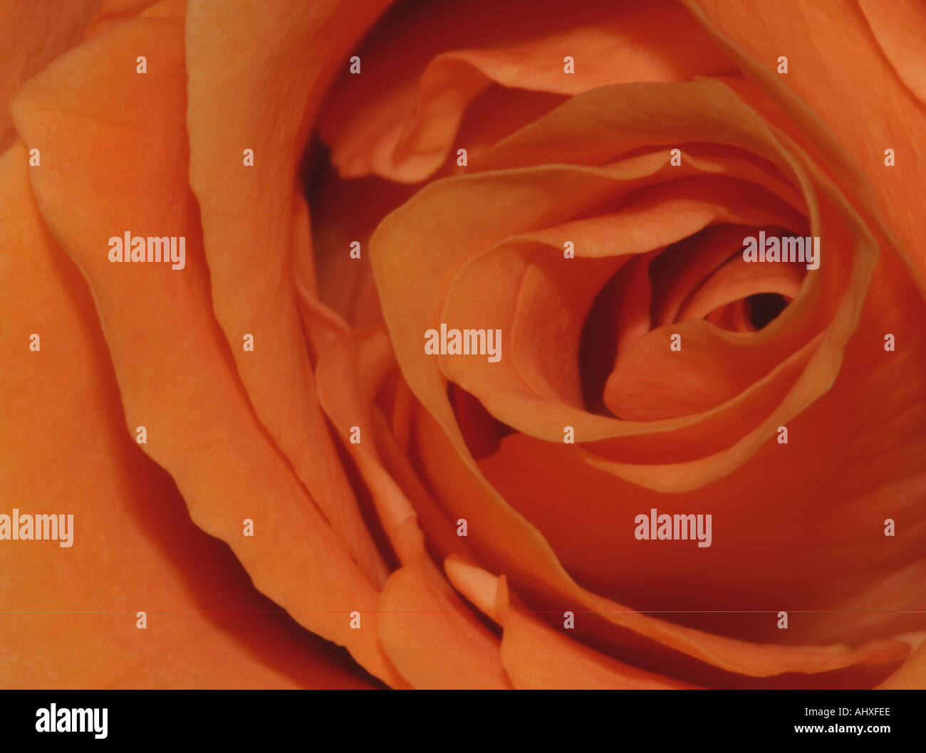 Amber Orange Burnt Orange Rose Stock Photo - Alamy