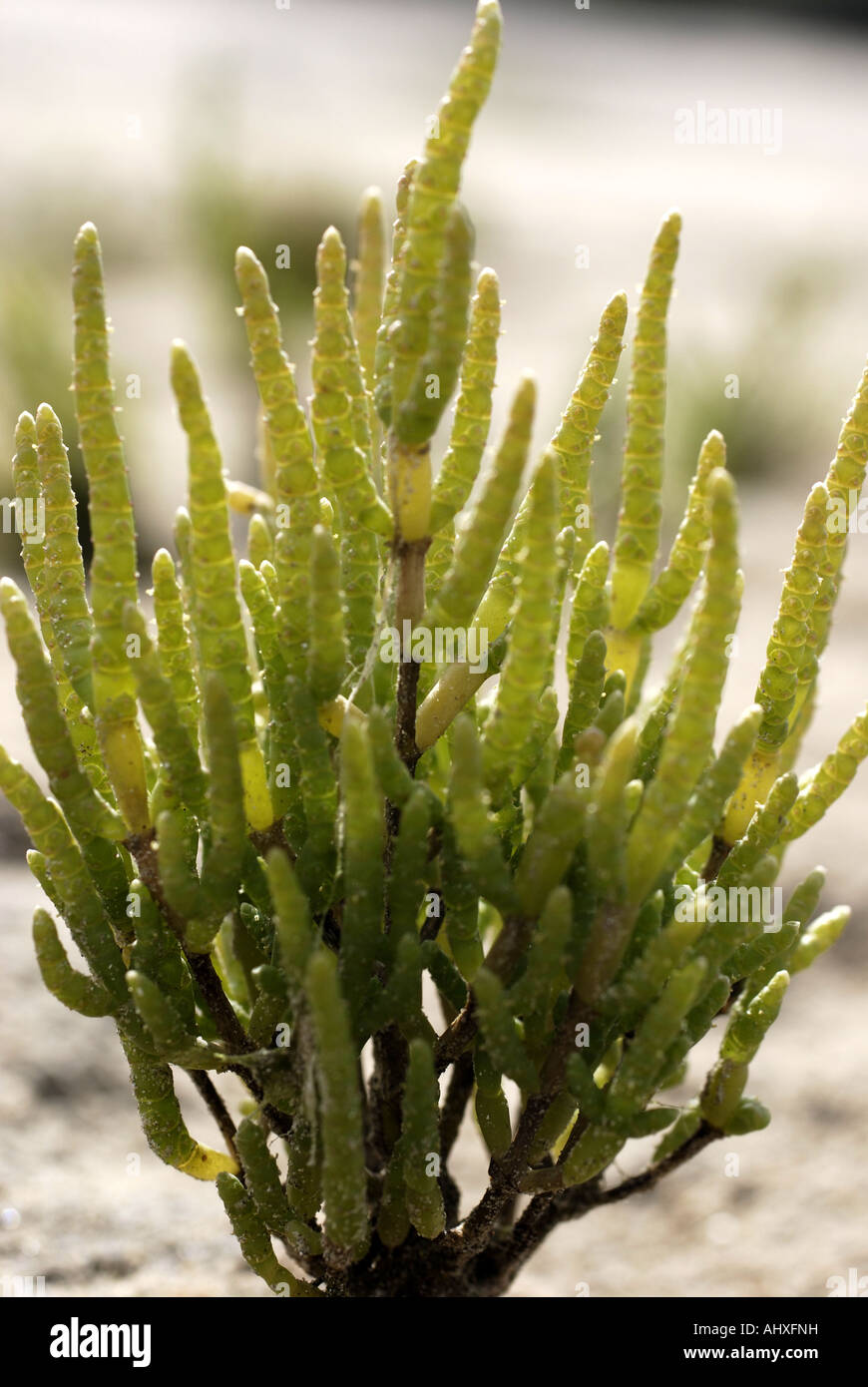 Perennial glasswort hi-res stock photography and images - Alamy