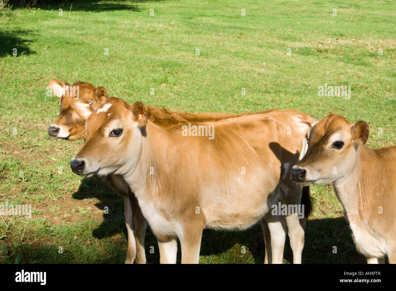 Jersey calf hi-res stock photography and images - Alamy