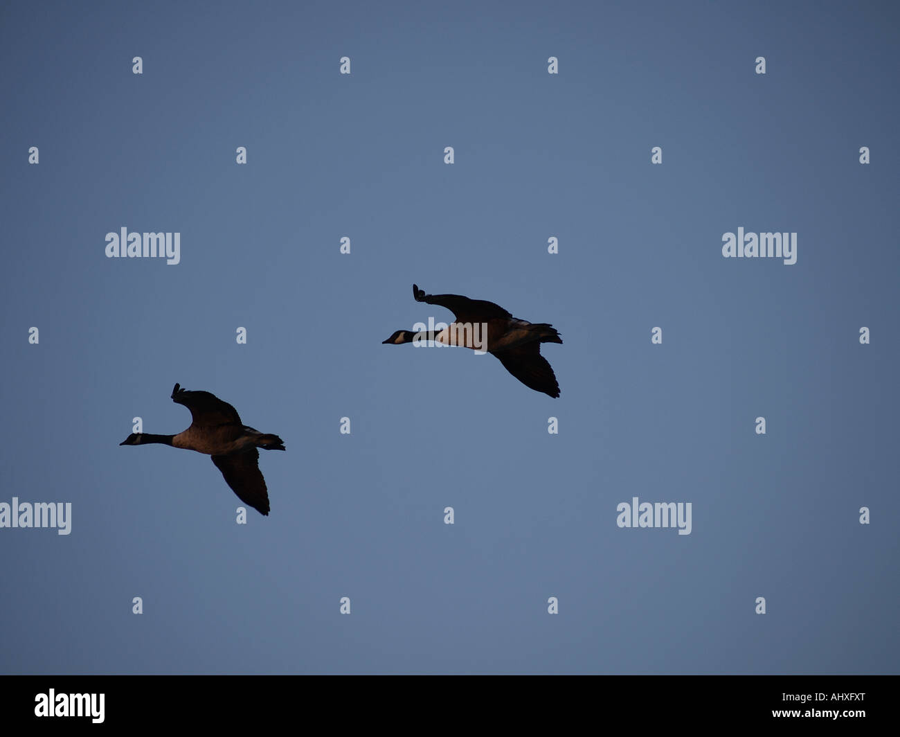 Two Canada geese flying across a clear blue sky at sunset Stock Photo ...