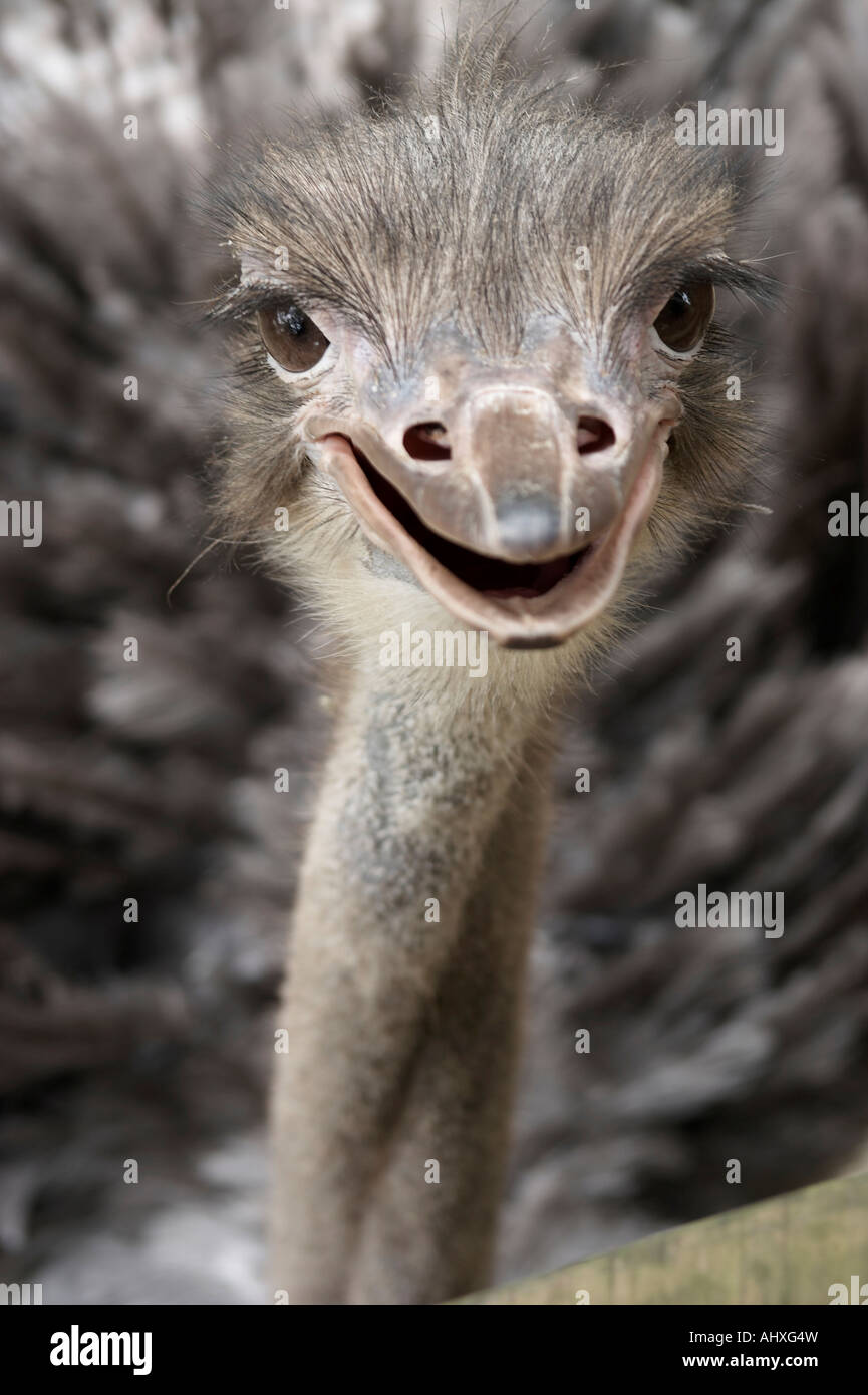 Ostrich Close Up Stock Photo - Alamy