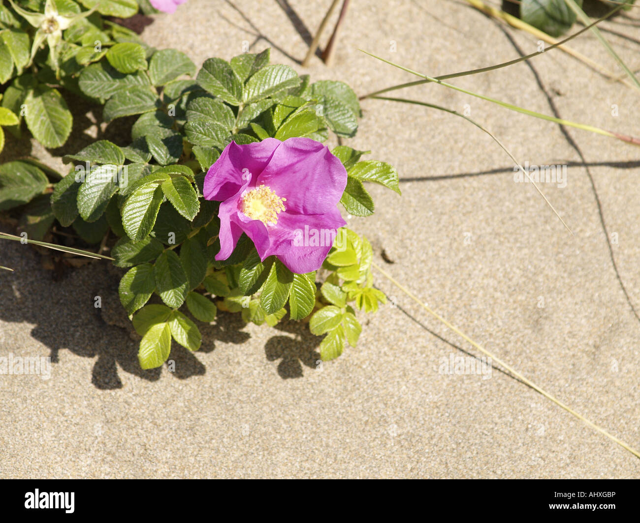 Pink Cupped Rose growing on a sandy beach Stock Photo - Alamy