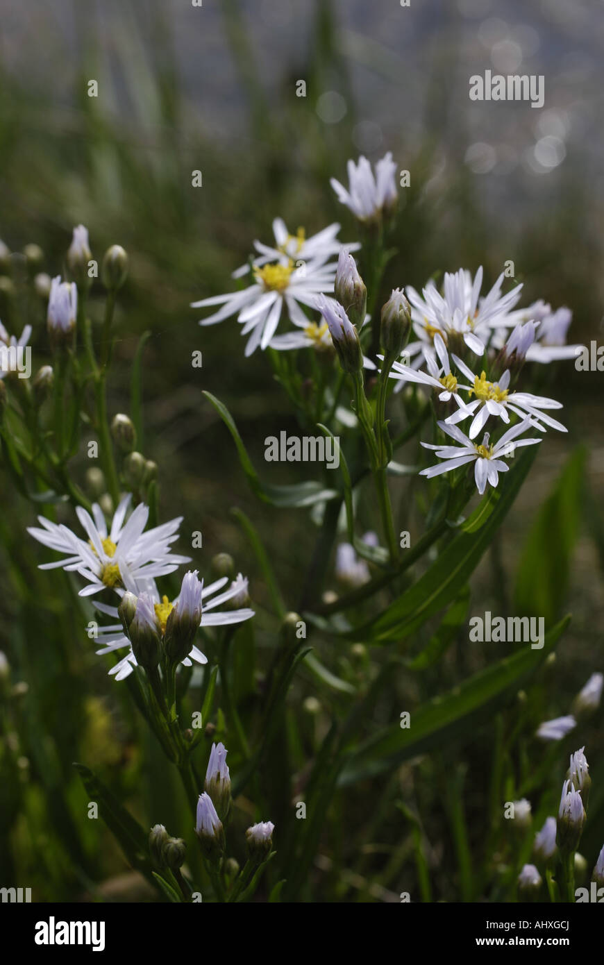 Sea aster aster tripolium hi-res stock photography and images - Alamy