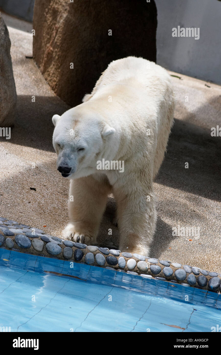 Singapore Zoo Polar Bear