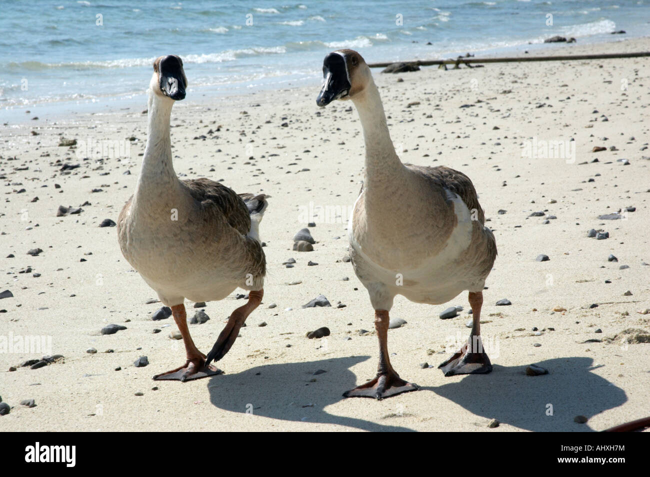 Two Geese Walking Along The Beach Stock Photo - Alamy