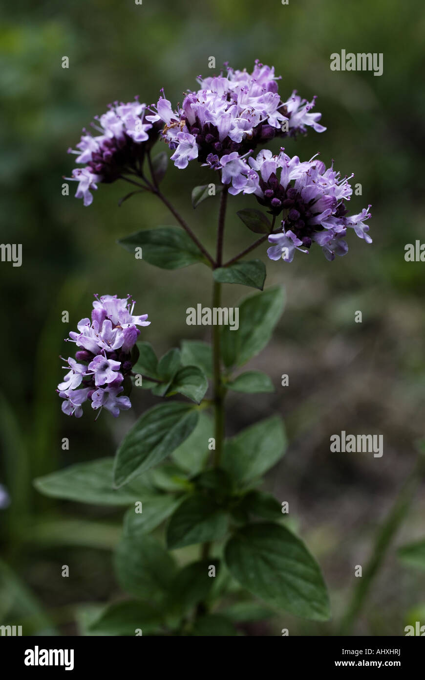 Wild marjoram origanum vulgare hi-res stock photography and images - Alamy