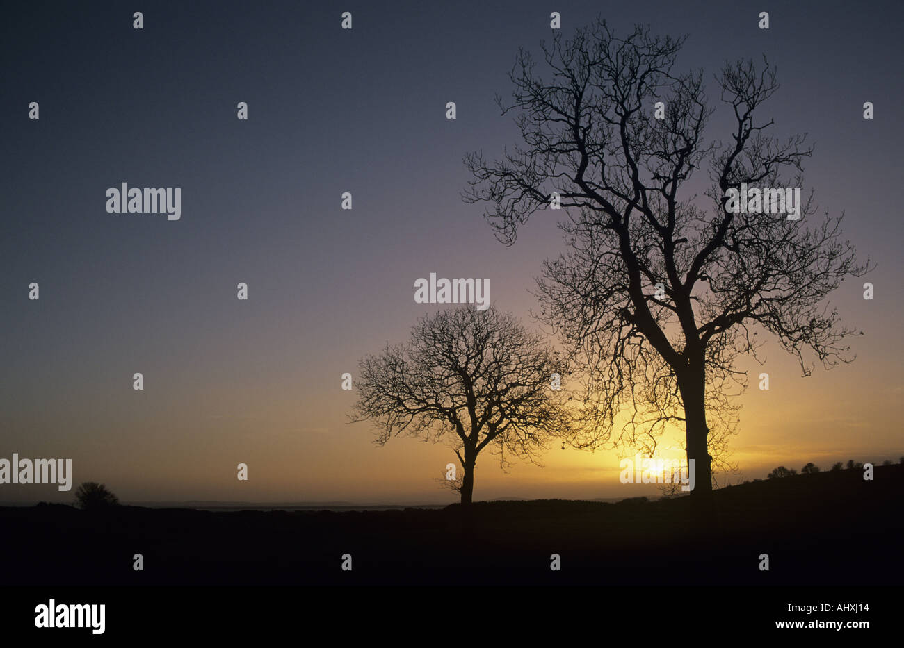 Tree silhouettes at sunset Stock Photo - Alamy
