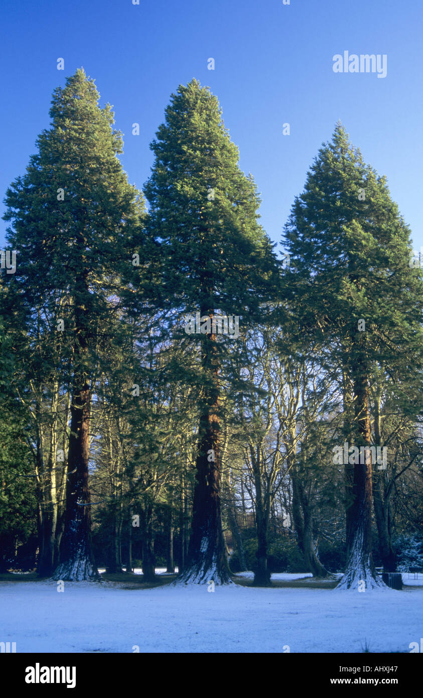 Tree in a row Stock Photo - Alamy