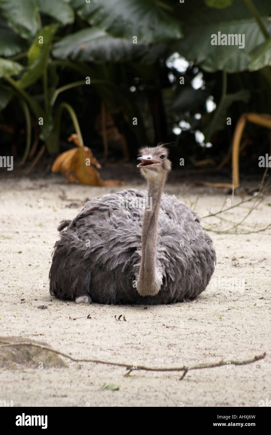Ostrich sitting down hi-res stock photography and images - Alamy