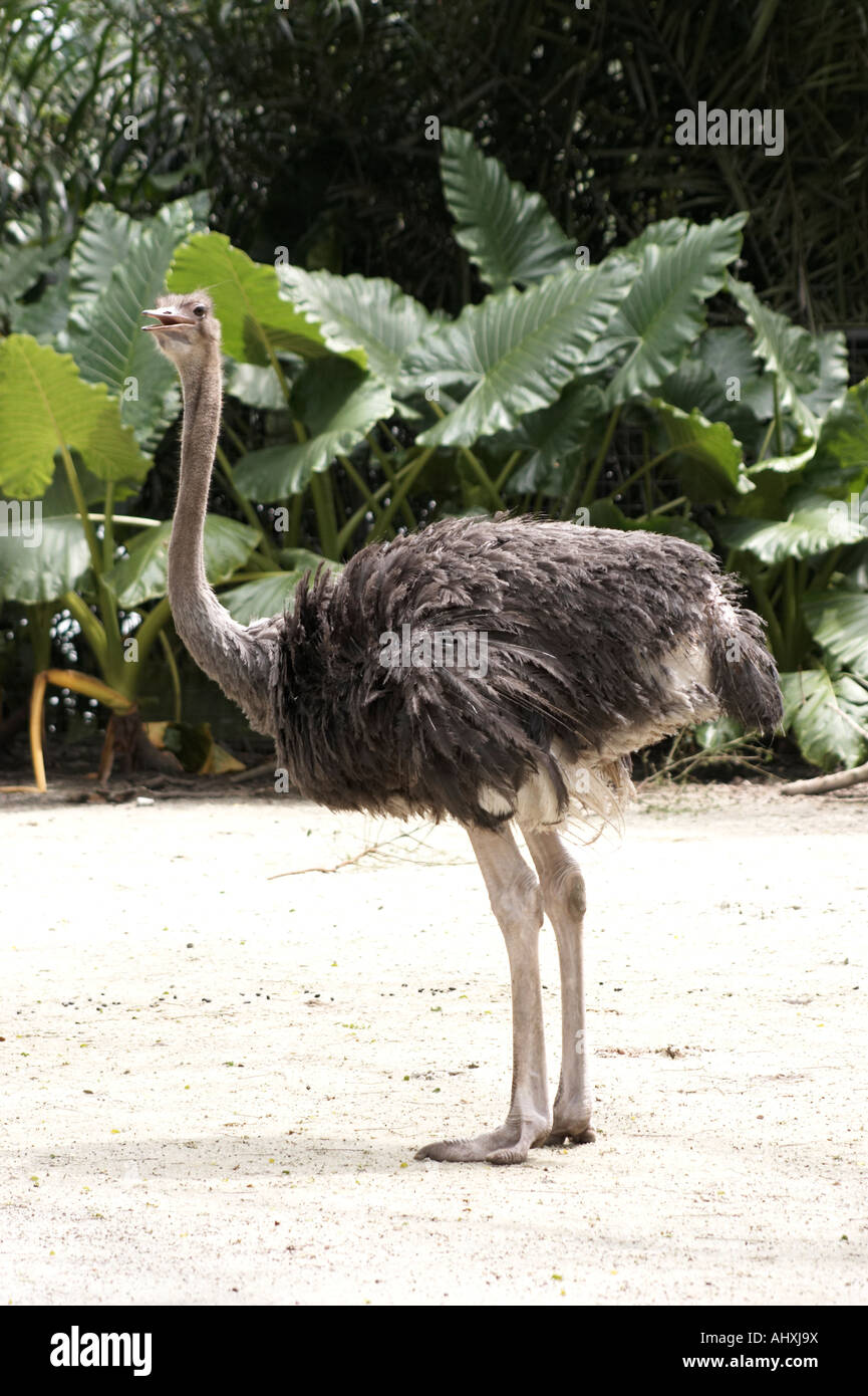 Standing ostrich hi-res stock photography and images - Alamy