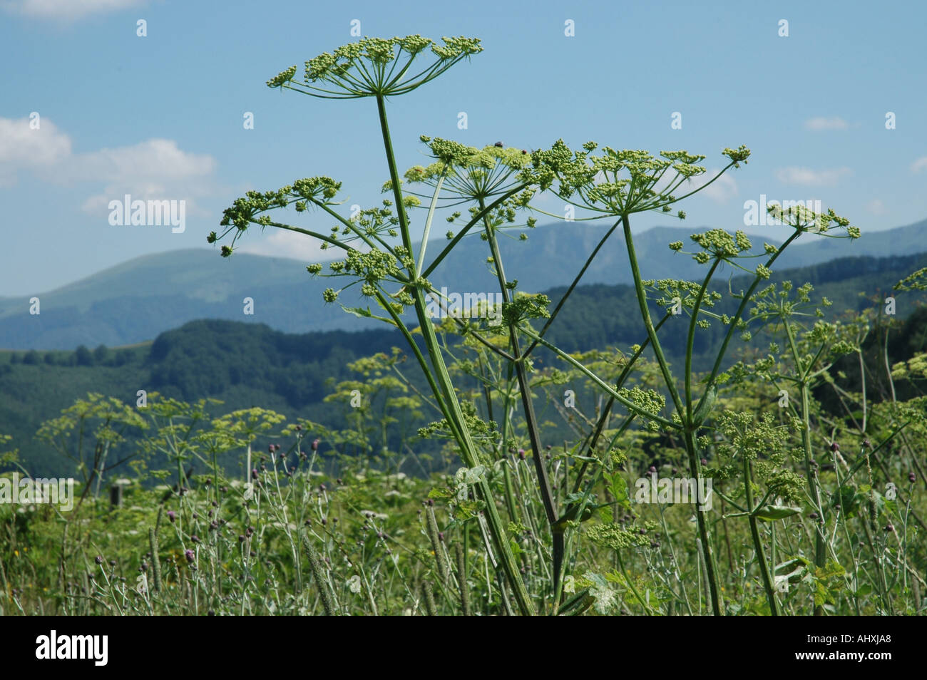 Wild flowers the Bulgarian Balkan mountains Stock Photo - Alamy