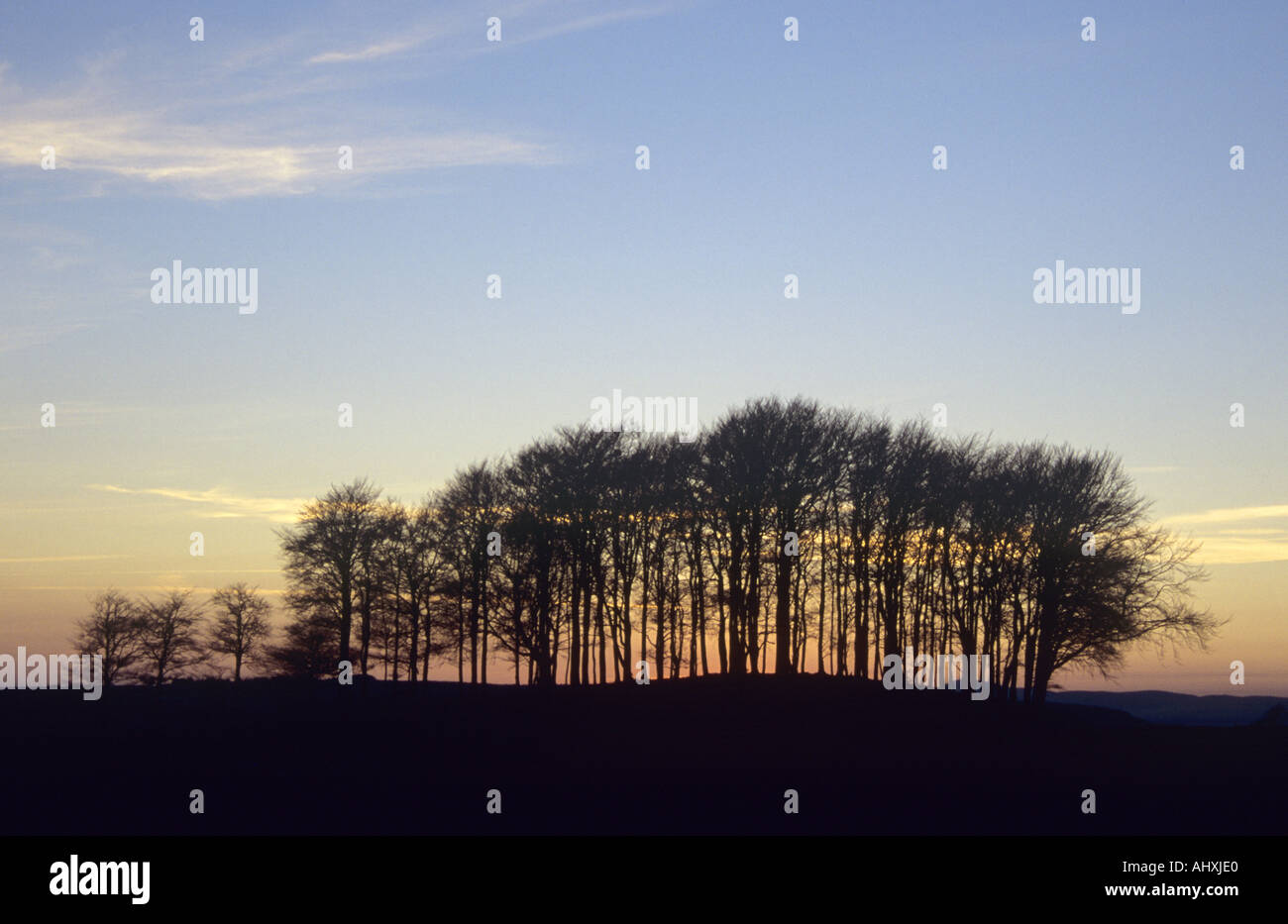 Grove clump of trees hi-res stock photography and images - Alamy