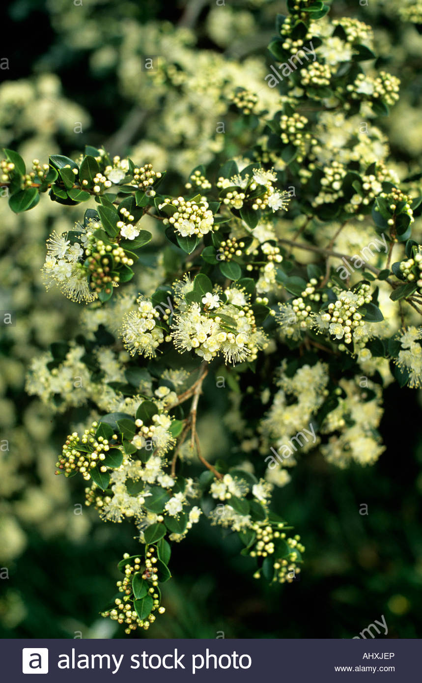 Luma Apiculata Stock Photos & Luma Apiculata Stock Images - Alamy