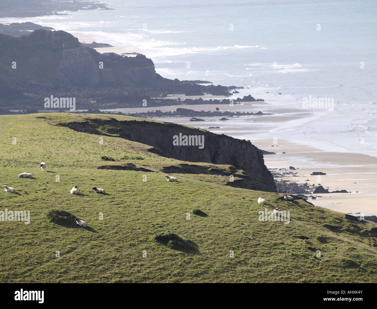 Flock of sheep grazing near the edge of a cliff, with a long sandy ...