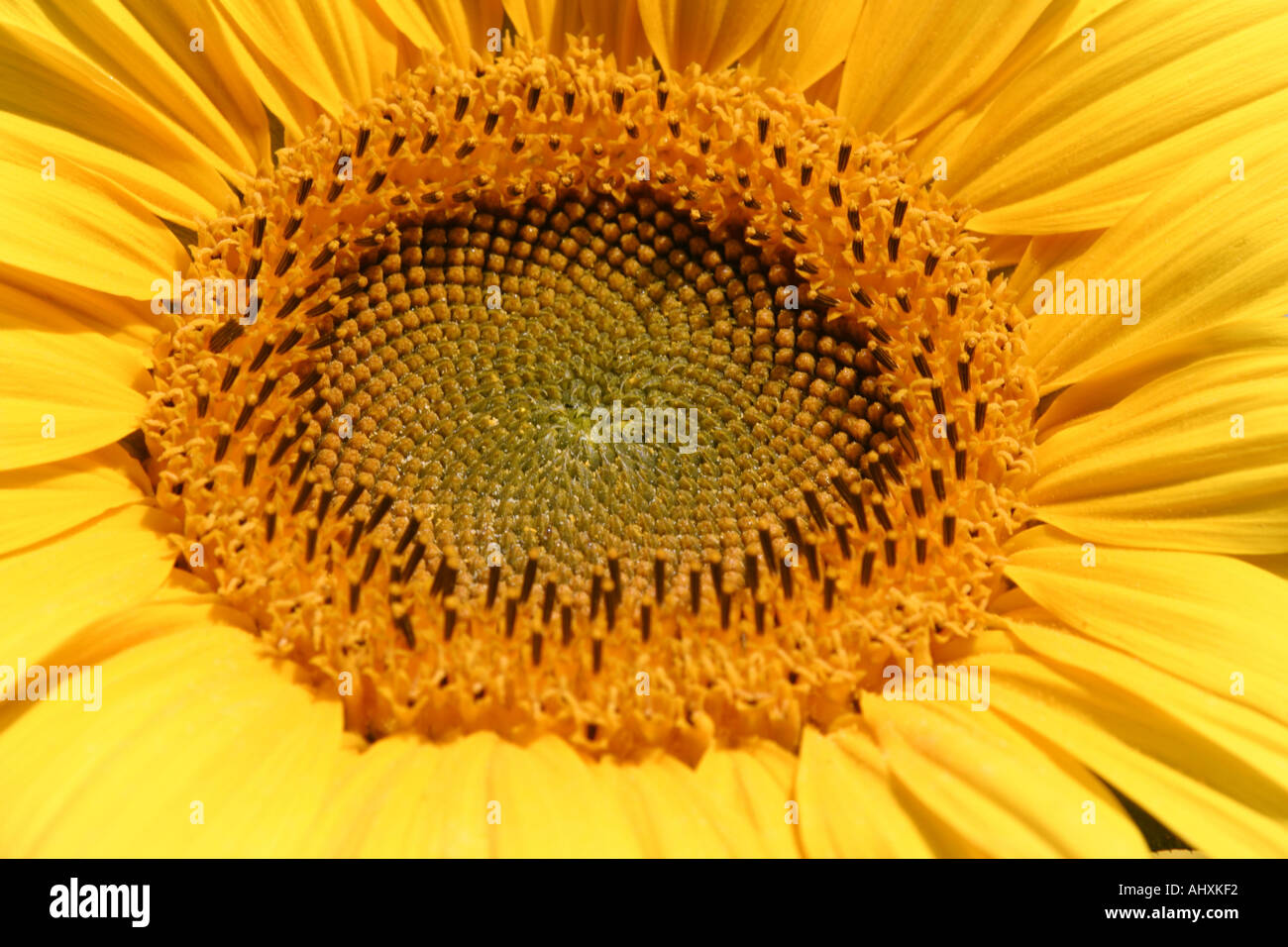 Sunflower middle pattern hi-res stock photography and images - Alamy