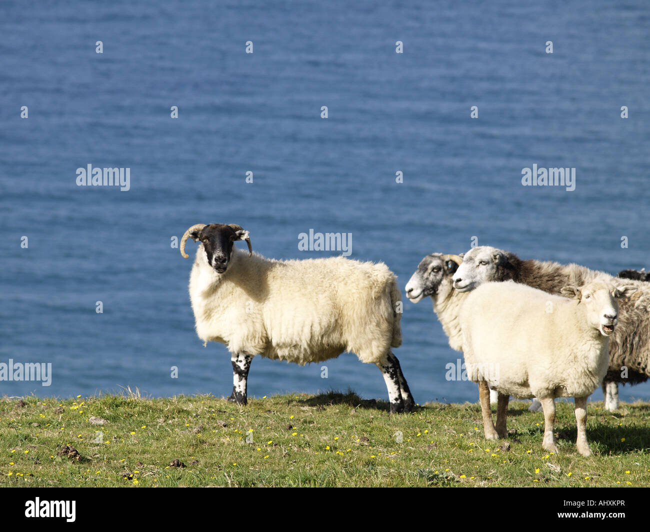 Four sheep standing on the edge of a cliff that over looks the sea ...