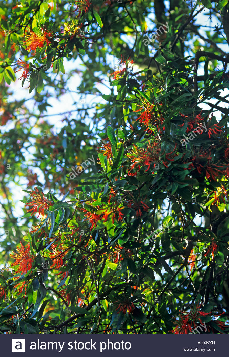 Scarlet Flame Tree Stock Photos & Scarlet Flame Tree Stock Images - Alamy