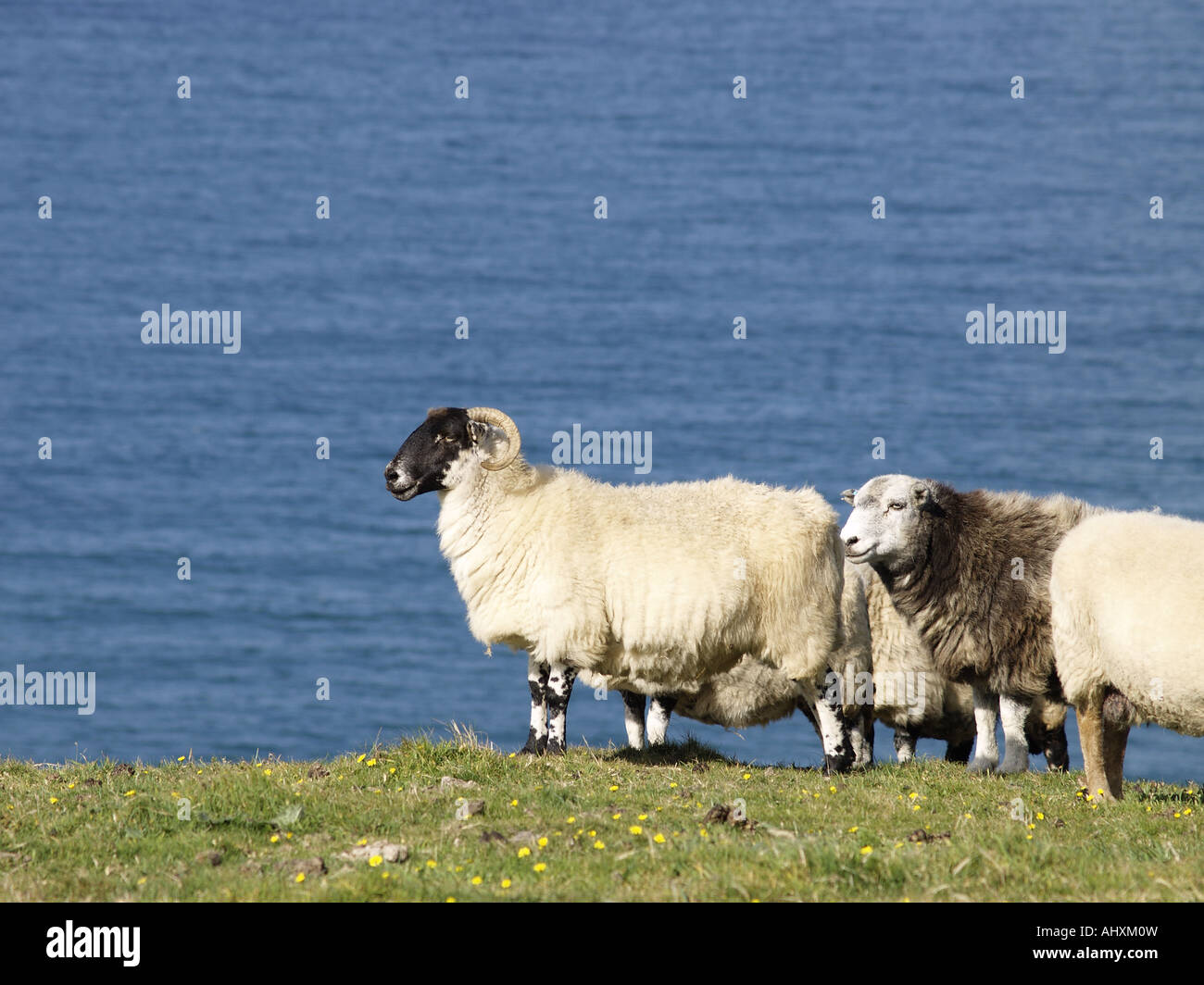 Edge horns hi-res stock photography and images - Alamy