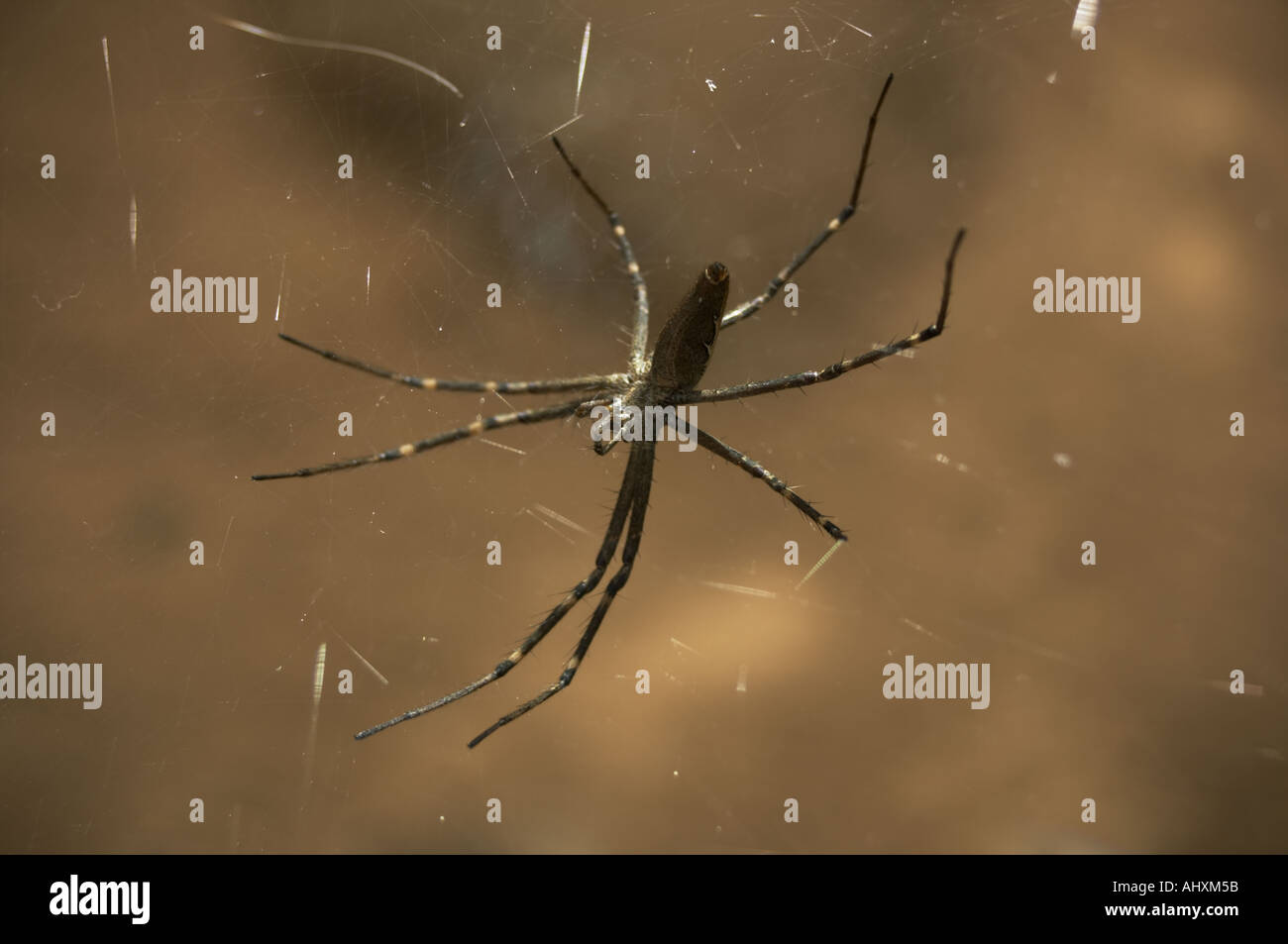 Golden Orb Spider Stock Photo - Alamy