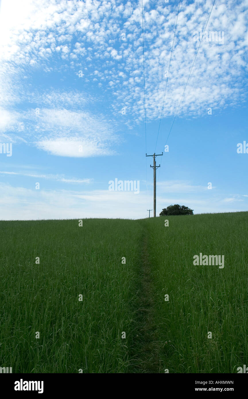 Path in meadow with electricity poles Stock Photo - Alamy