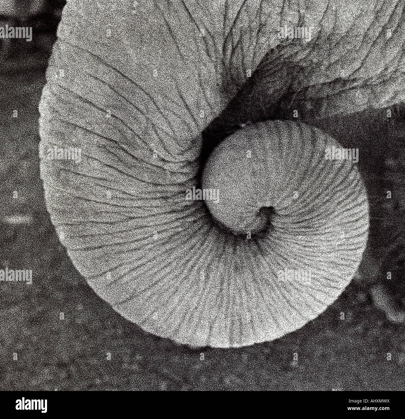 Close up spiral elephant trunk hi-res stock photography and images - Alamy