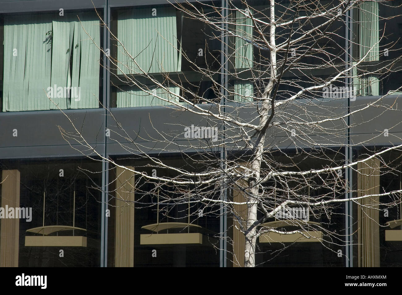 tree in front of office building, City of London Stock Photo - Alamy