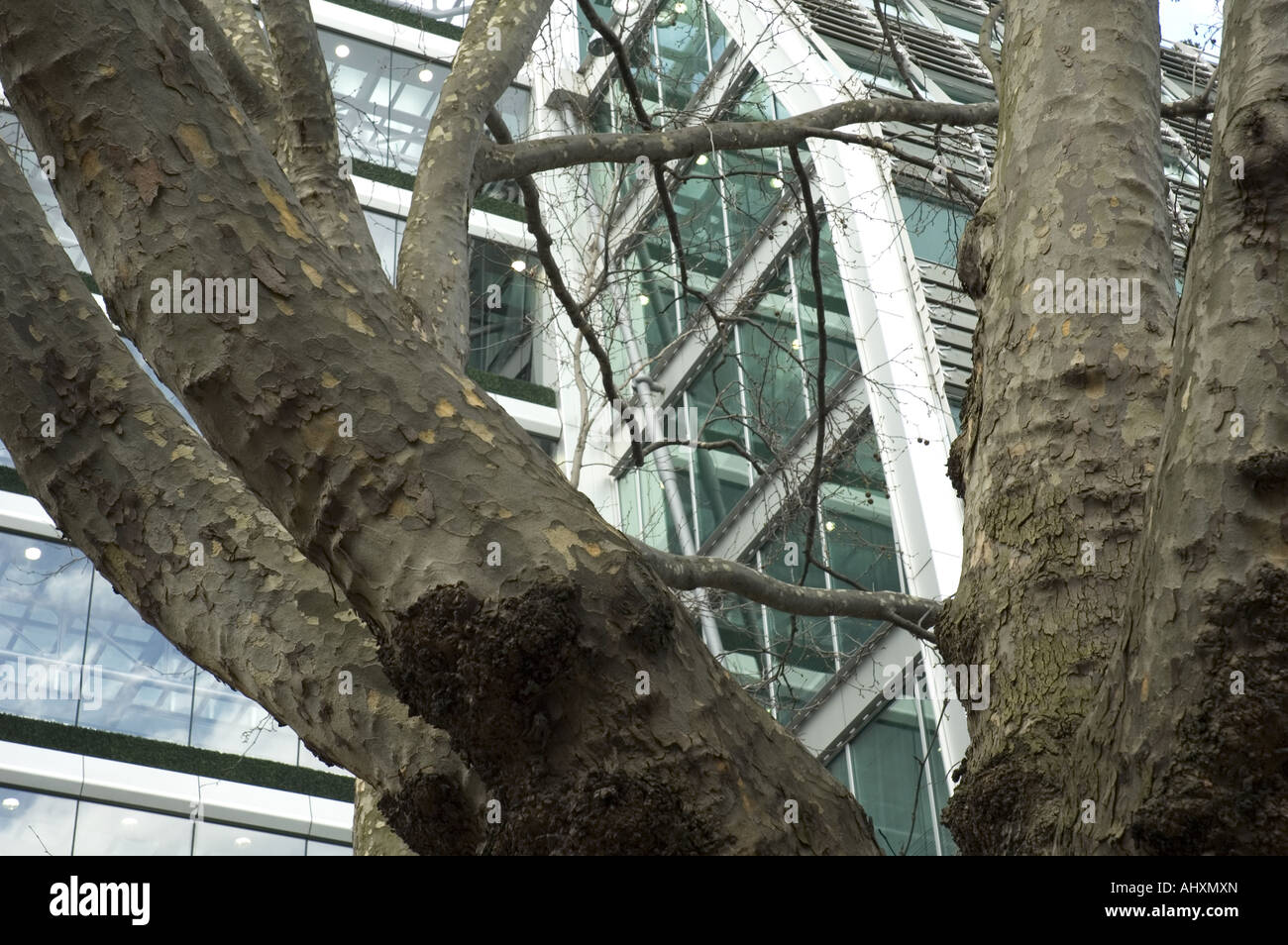 Tree branches in front building hi-res stock photography and images - Alamy