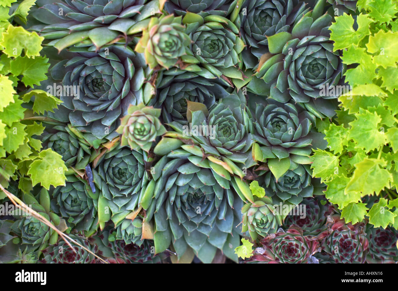 Water storing stems hi-res stock photography and images - Alamy