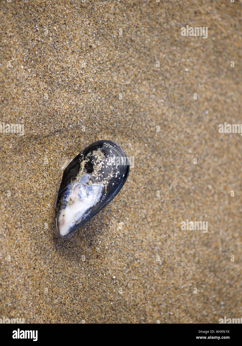Blue mussels laying in a circle of fine golden sand Stock Photo - Alamy