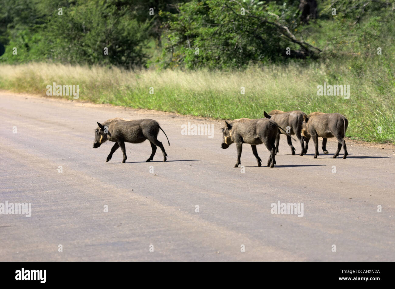 Family of Warthogs crossing road Stock Photo - Alamy