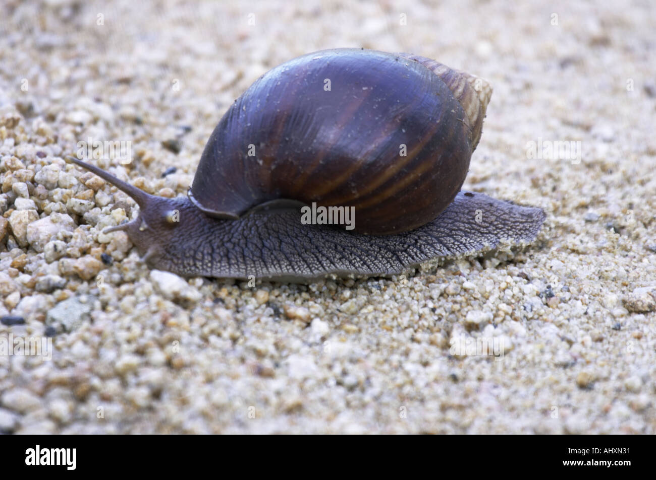Giant snail hi-res stock photography and images - Alamy