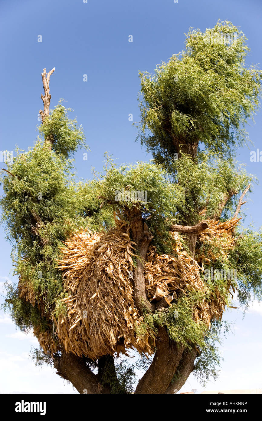 Tree used as a food storage and larder by subsistence farmers in the ...