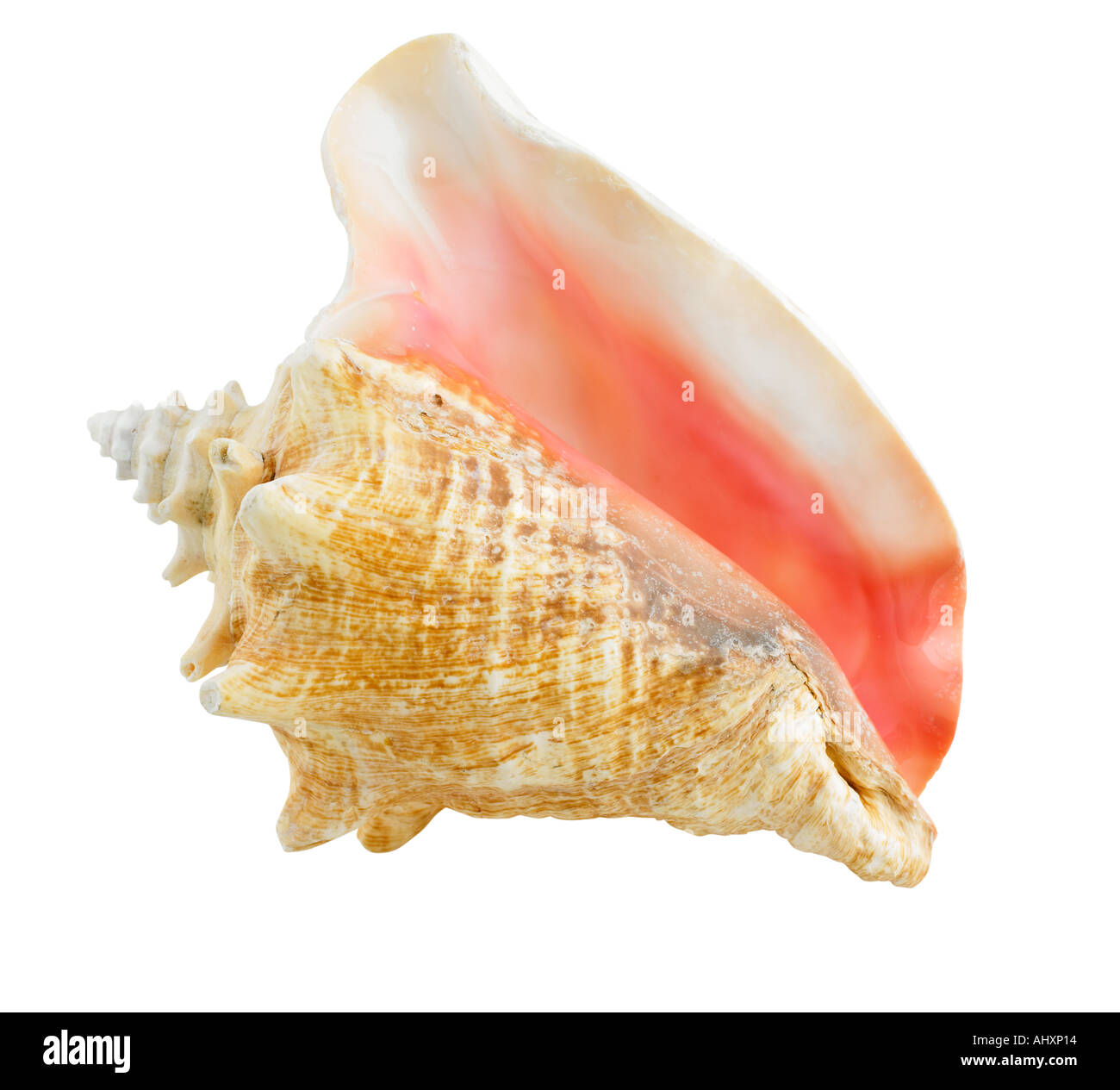 Tetra conch hi-res stock photography and images - Alamy