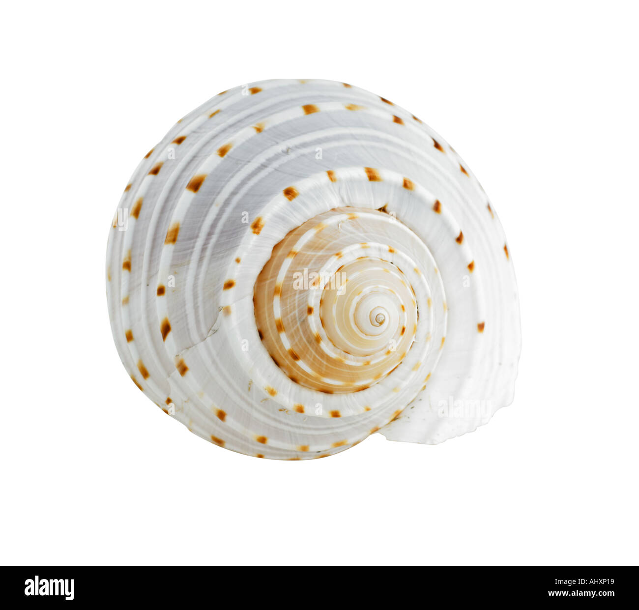 Seashell patterns Cut Out Stock Images & Pictures - Alamy