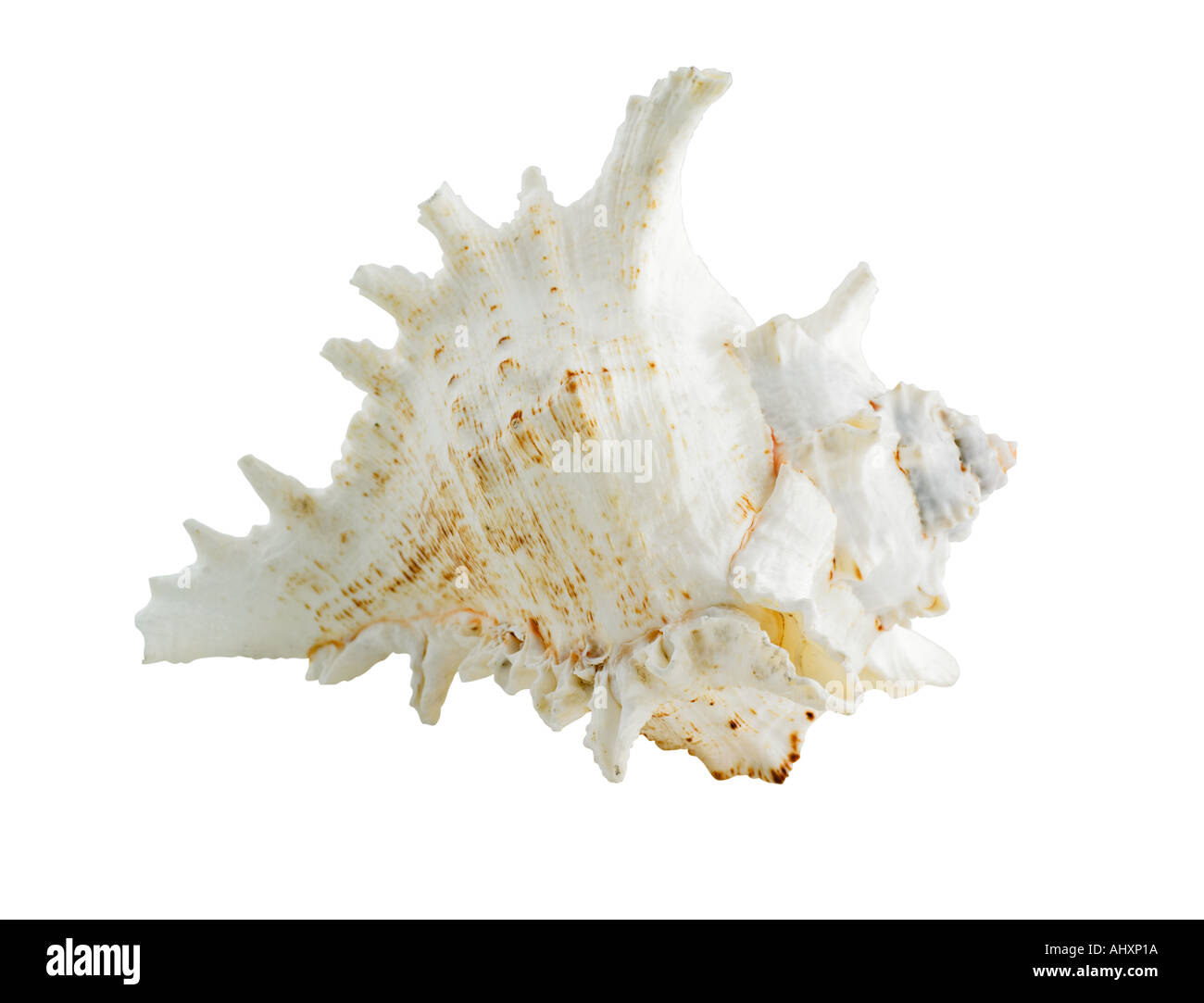 Shell with spines Cut Out Stock Images & Pictures - Alamy