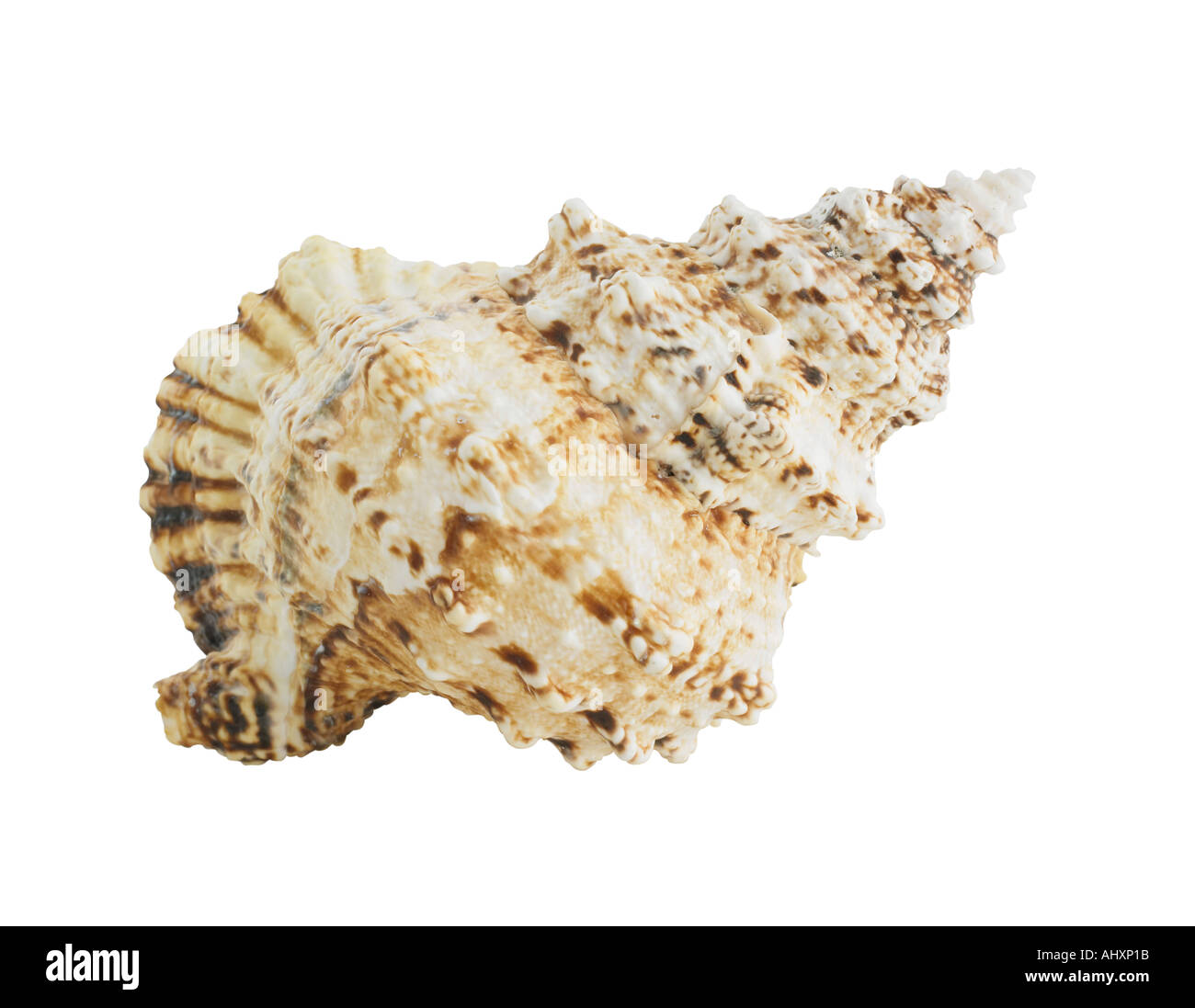 Tetra images Cut Out Stock Images & Pictures - Alamy