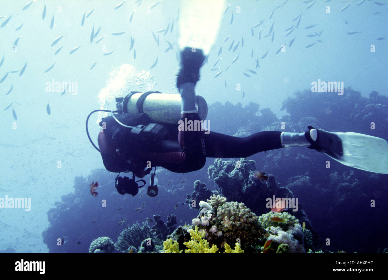 Egypt Red Sea Scuba Diver underwater Stock Photo - Alamy