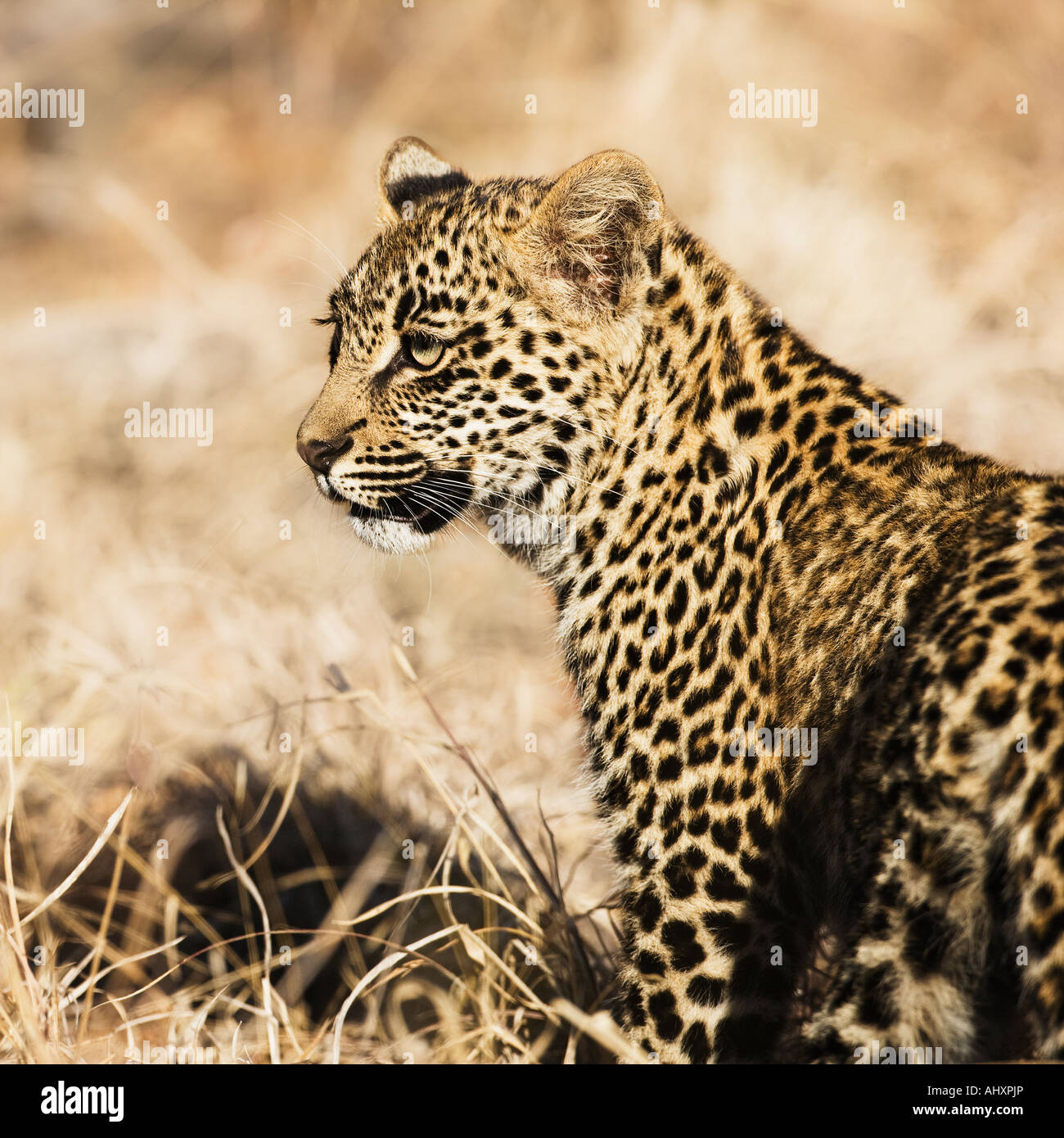 Seated cub hi-res stock photography and images - Alamy