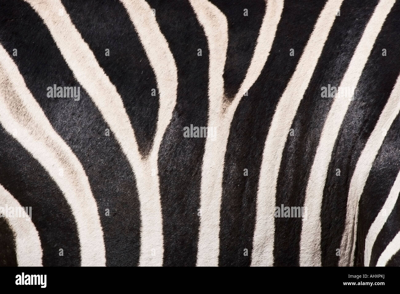 Zebra fur pattern hi-res stock photography and images - Alamy