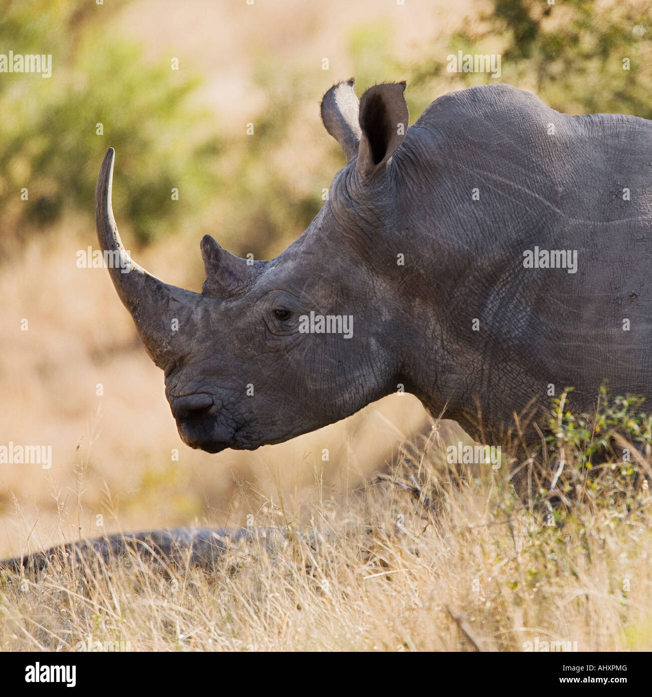 Side view of rhinoceros Stock Photo - Alamy