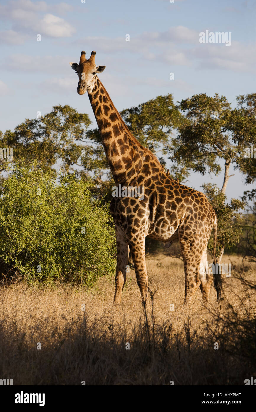 Giraffe standing in grass Stock Photo - Alamy