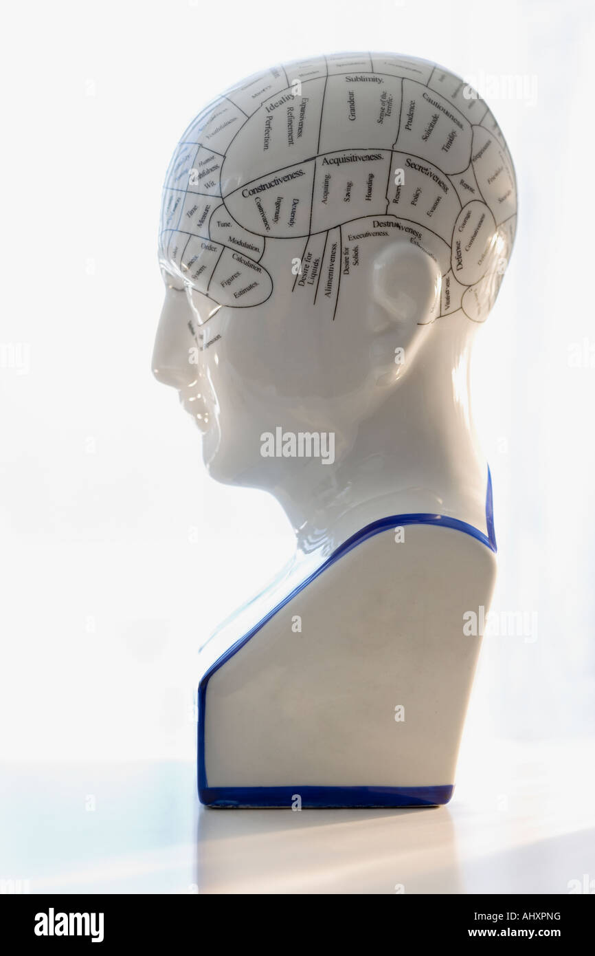 Close up phrenology head diagram hi-res stock photography and images ...