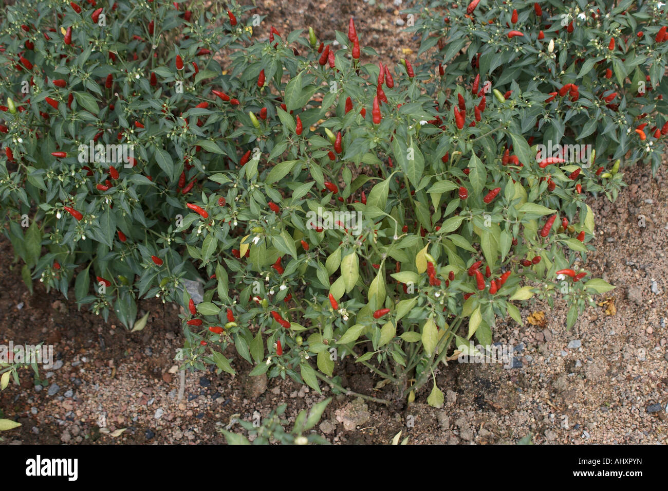Red chillies growing Stock Photo - Alamy