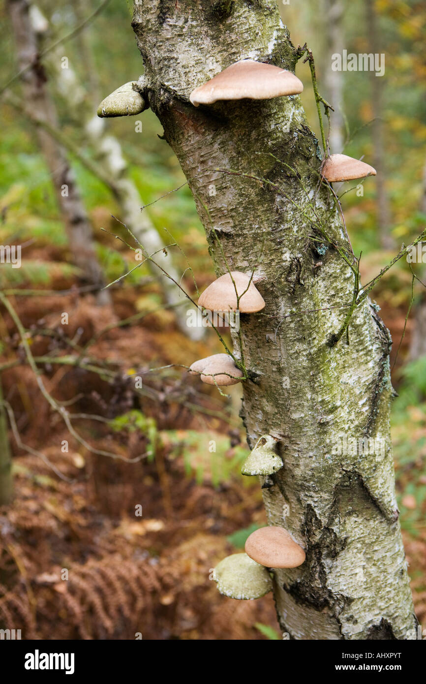 Conk fungi bracket hi-res stock photography and images - Alamy