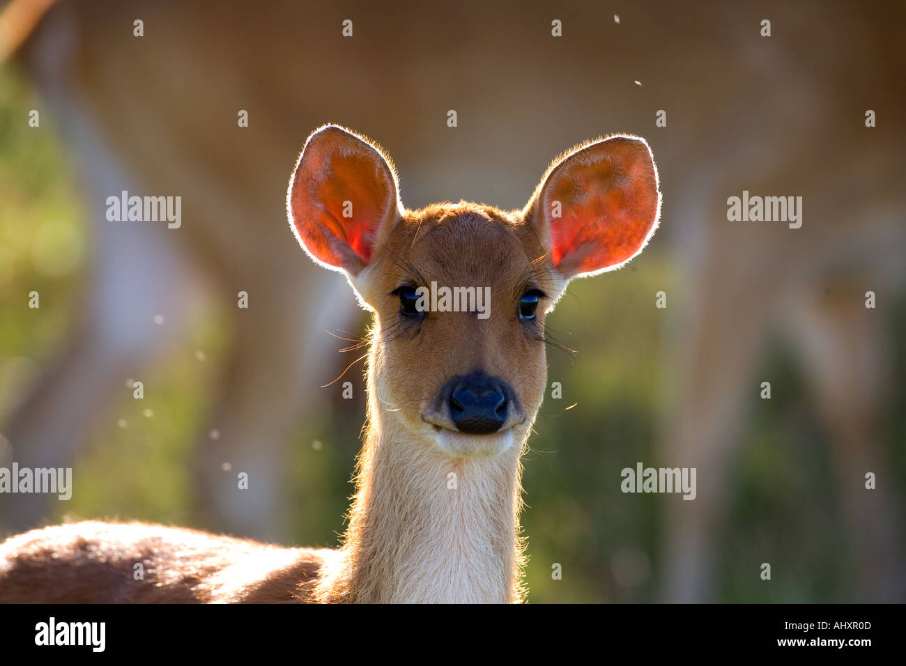 Female Barasingha Cervus duvaucelii Stock Photo - Alamy