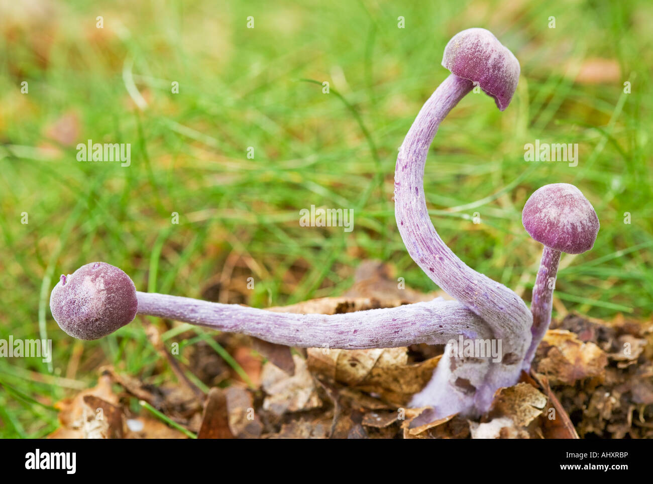 Amethyst deceiver hi-res stock photography and images - Alamy
