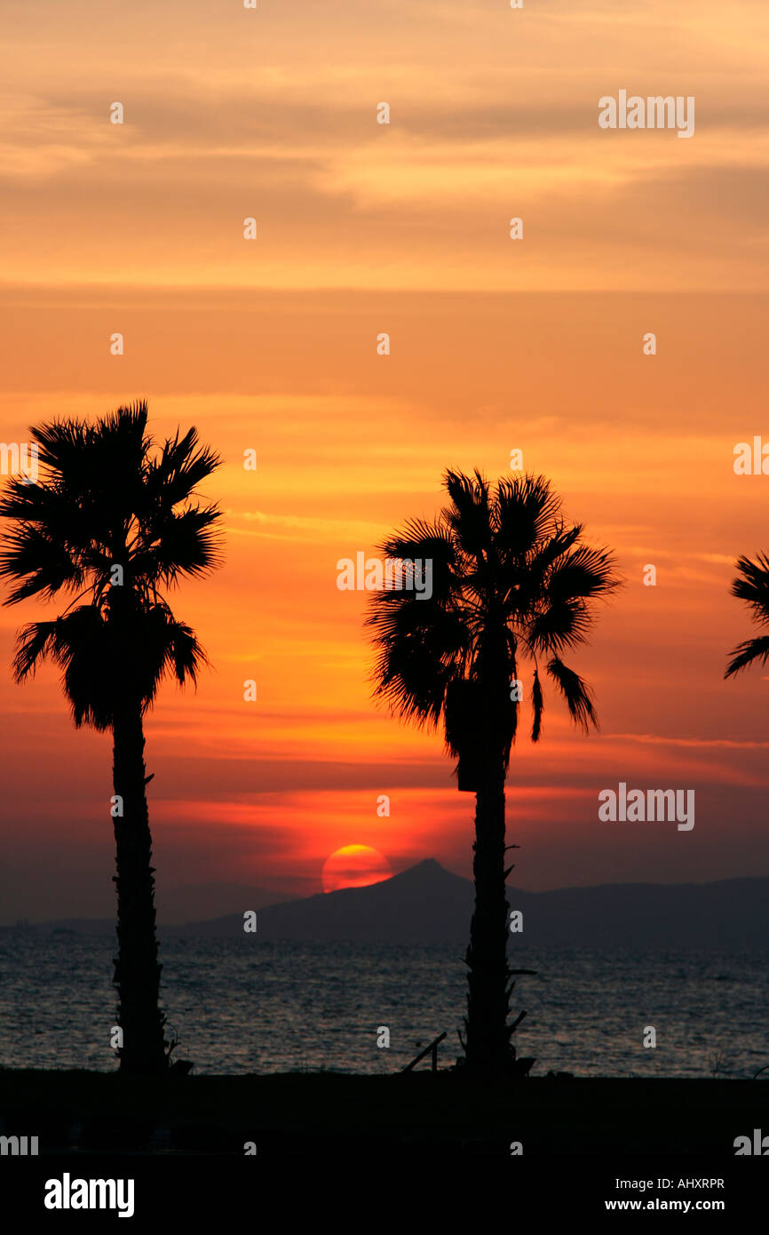 golden sun set and palm trees by the sea Stock Photo - Alamy