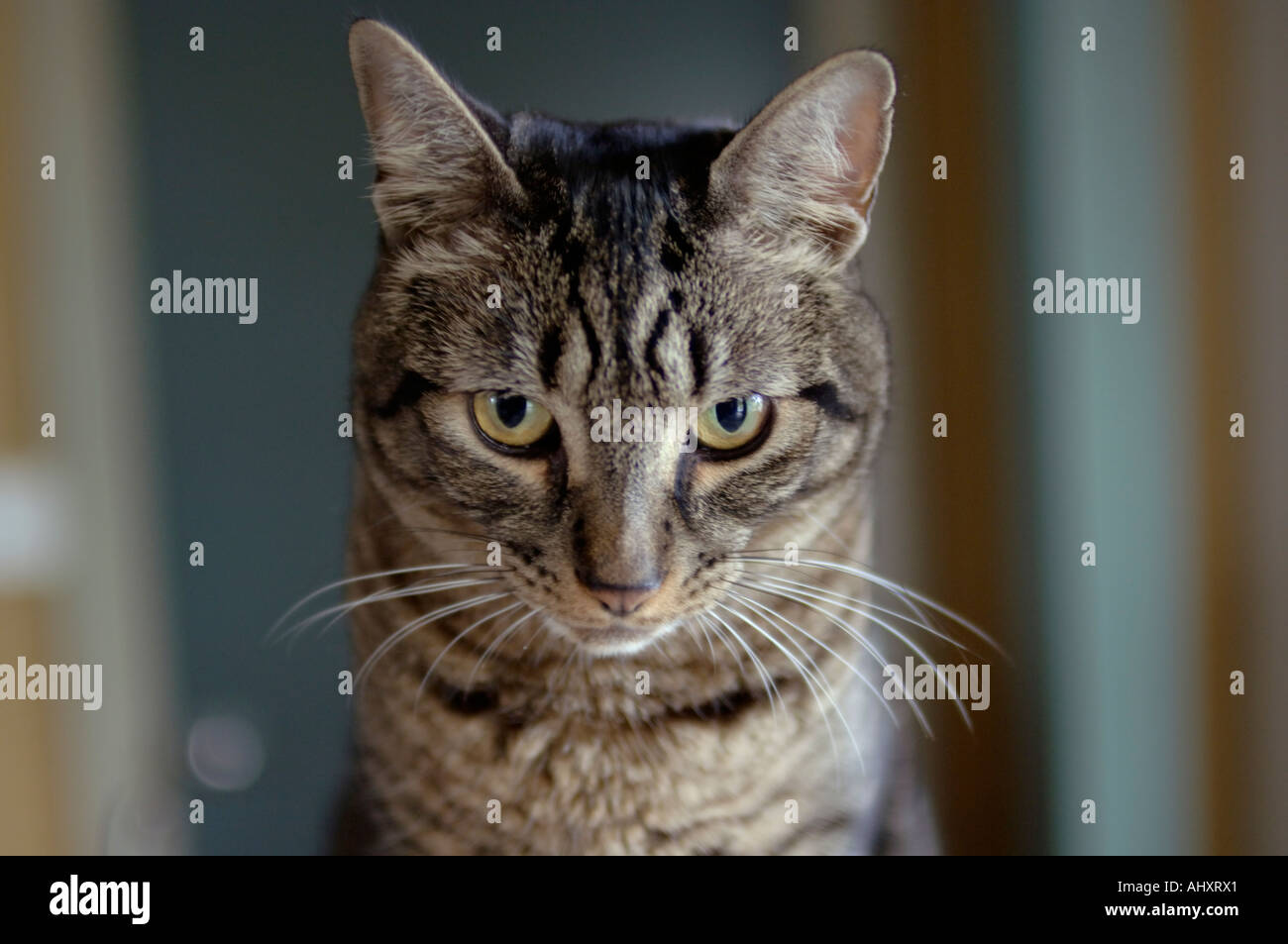 Concentration intense hi-res stock photography and images - Alamy