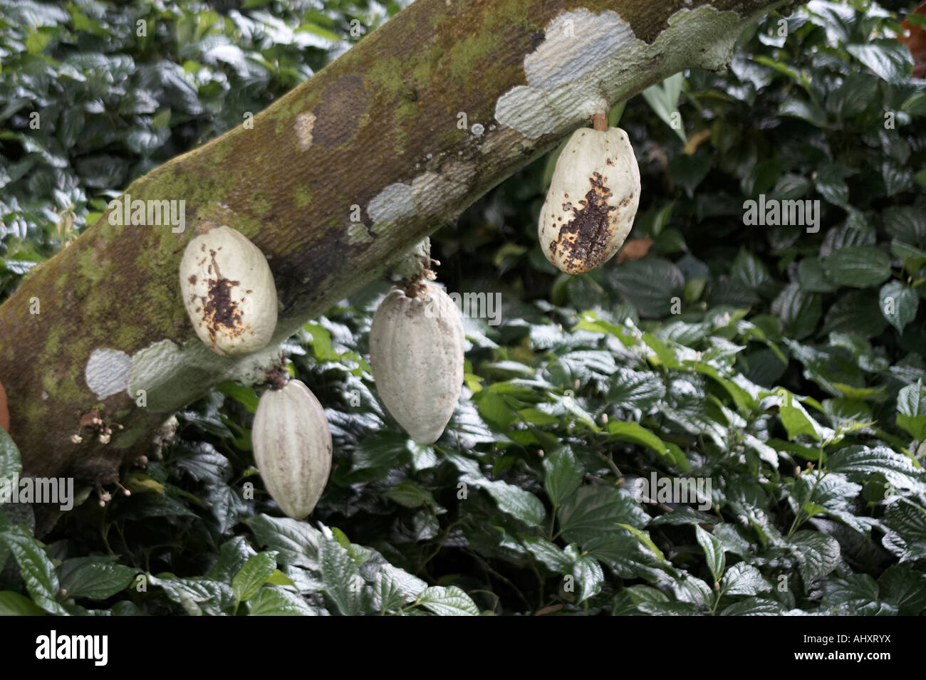 Coco beans growing hi-res stock photography and images - Alamy