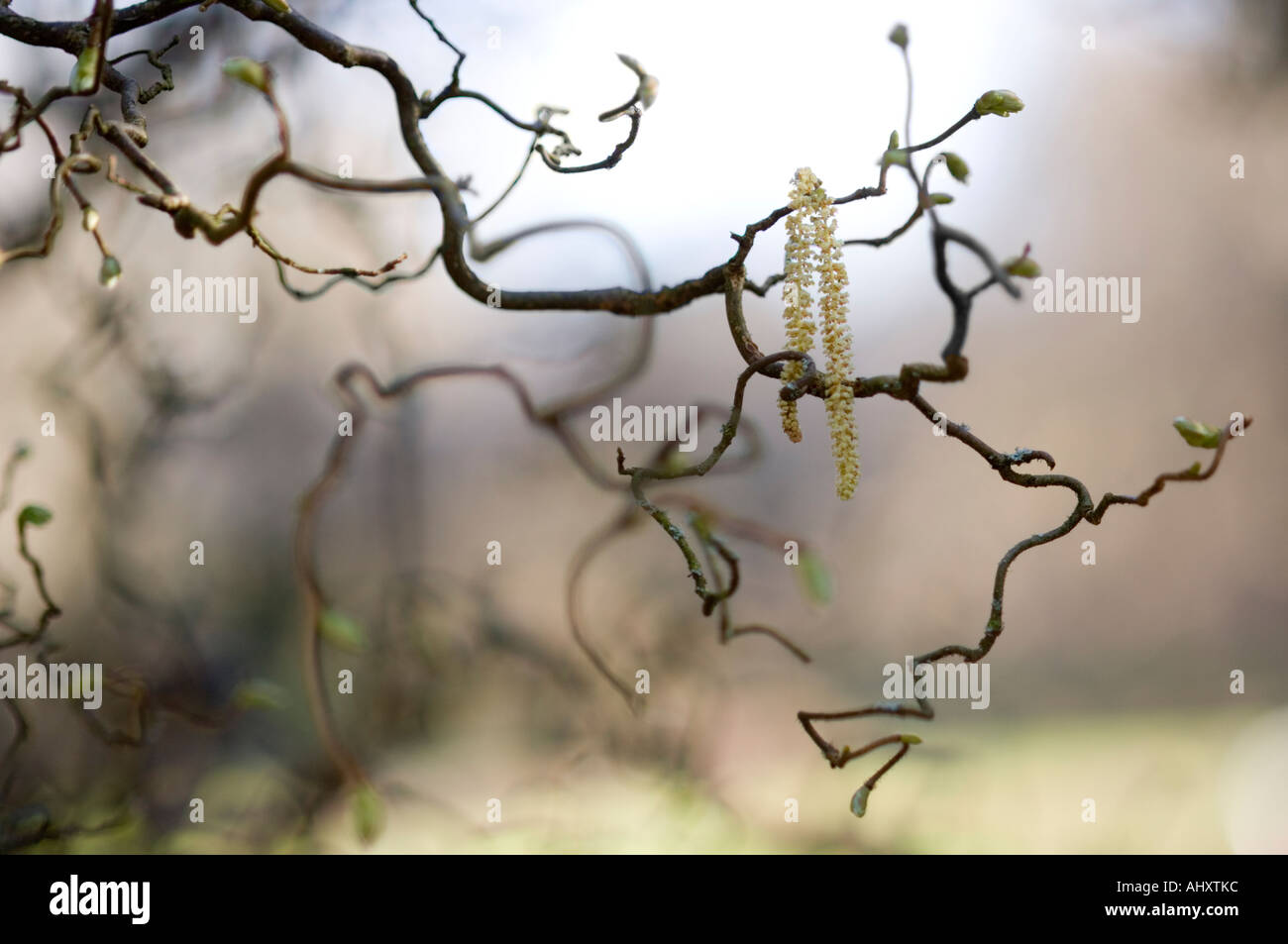 Harry Lauder s walking stick Corylus avellana cv Contorta Corkscrew ...